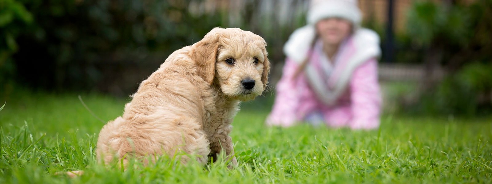 Customers Reviews & Testimonials | Designer K9 Breeders