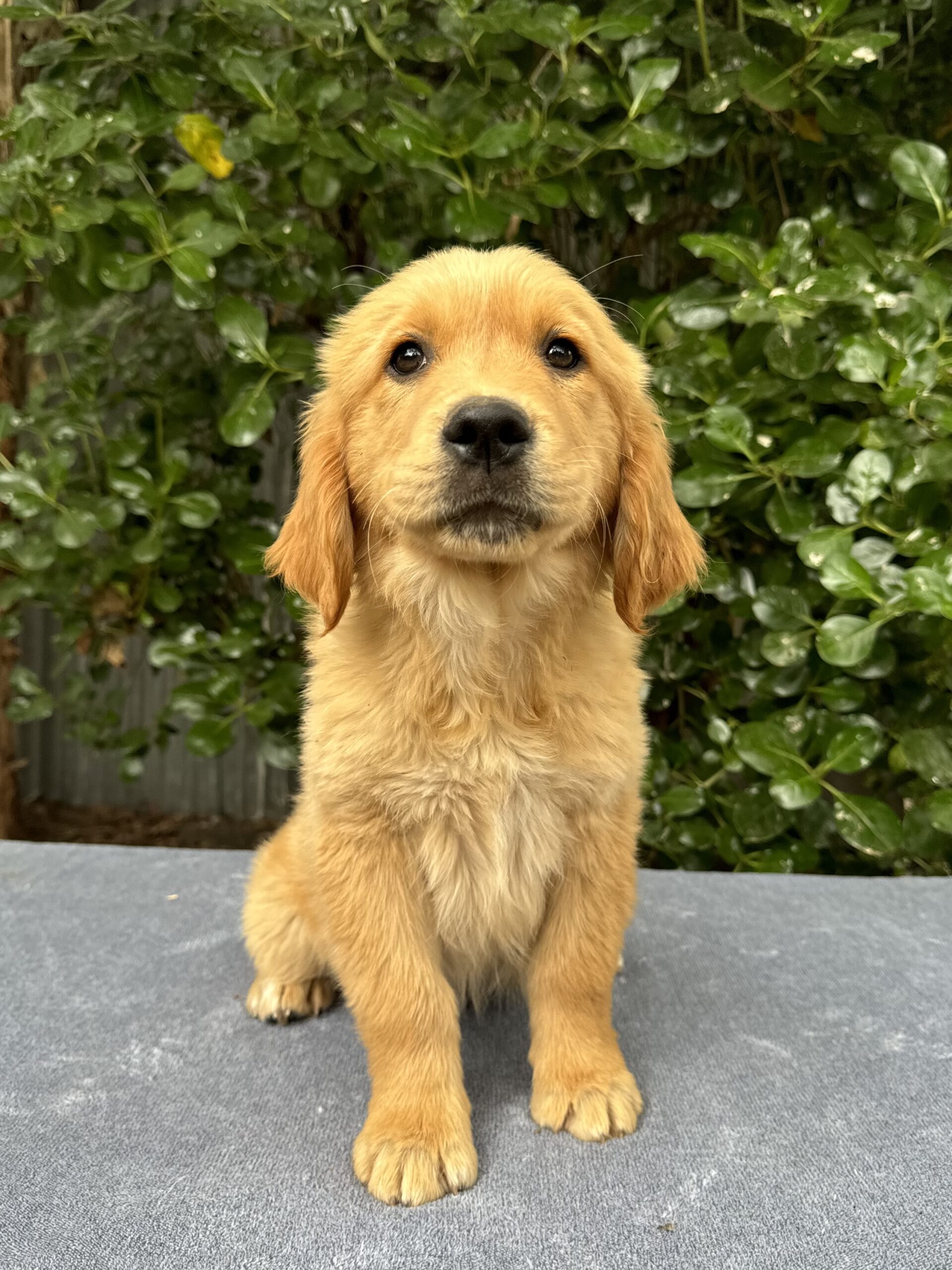 Golden Retriever Puppies for Sale Melbourne, VIC | K9 Breeders