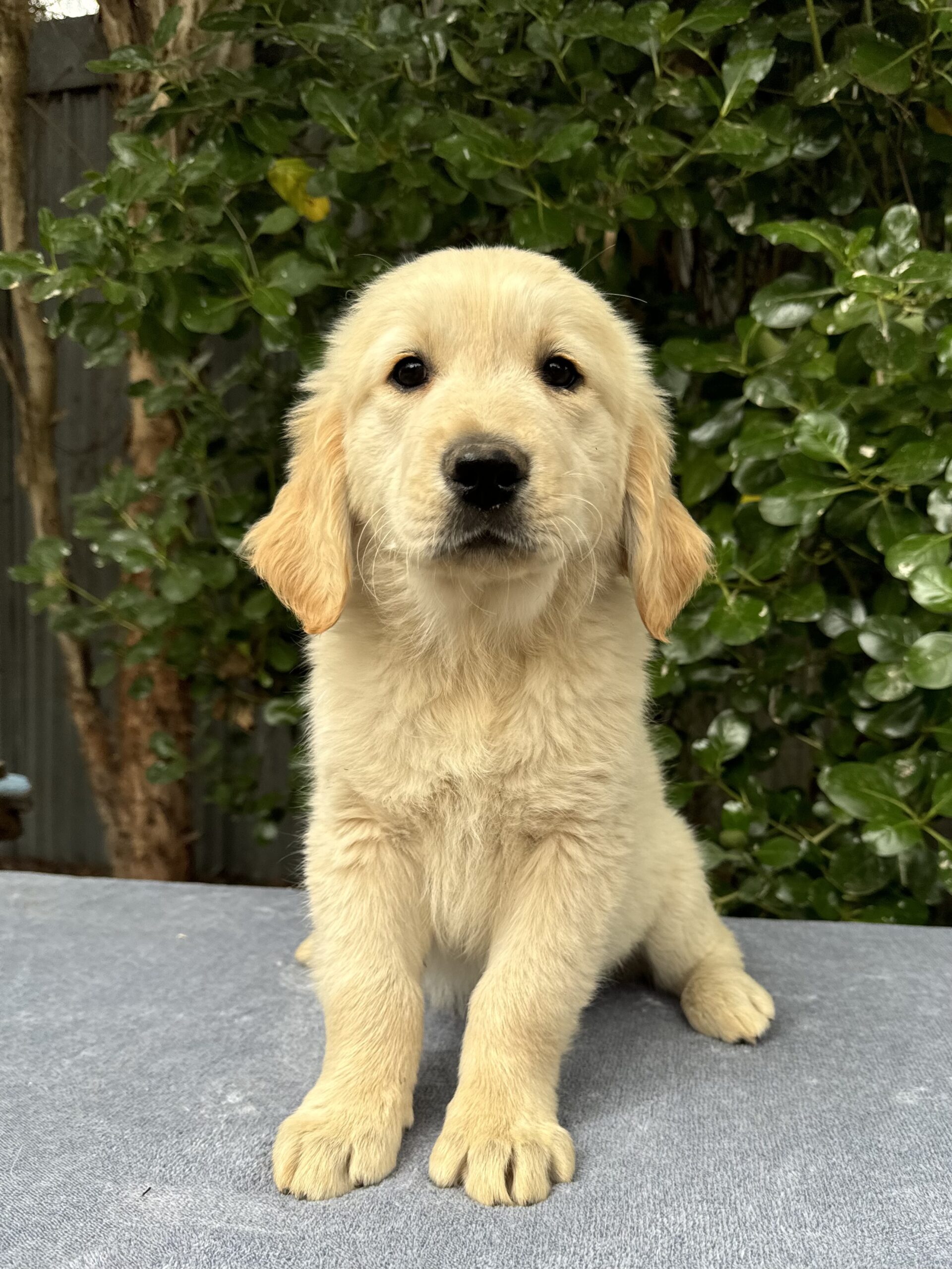 Golden Retriever Puppies for Sale Melbourne, VIC | K9 Breeders
