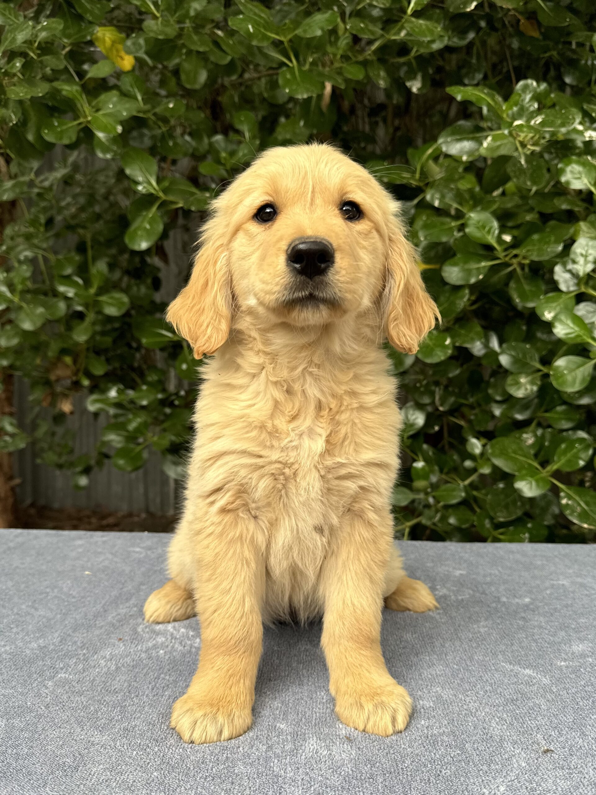 Golden Retriever Puppies for Sale Melbourne, VIC | K9 Breeders