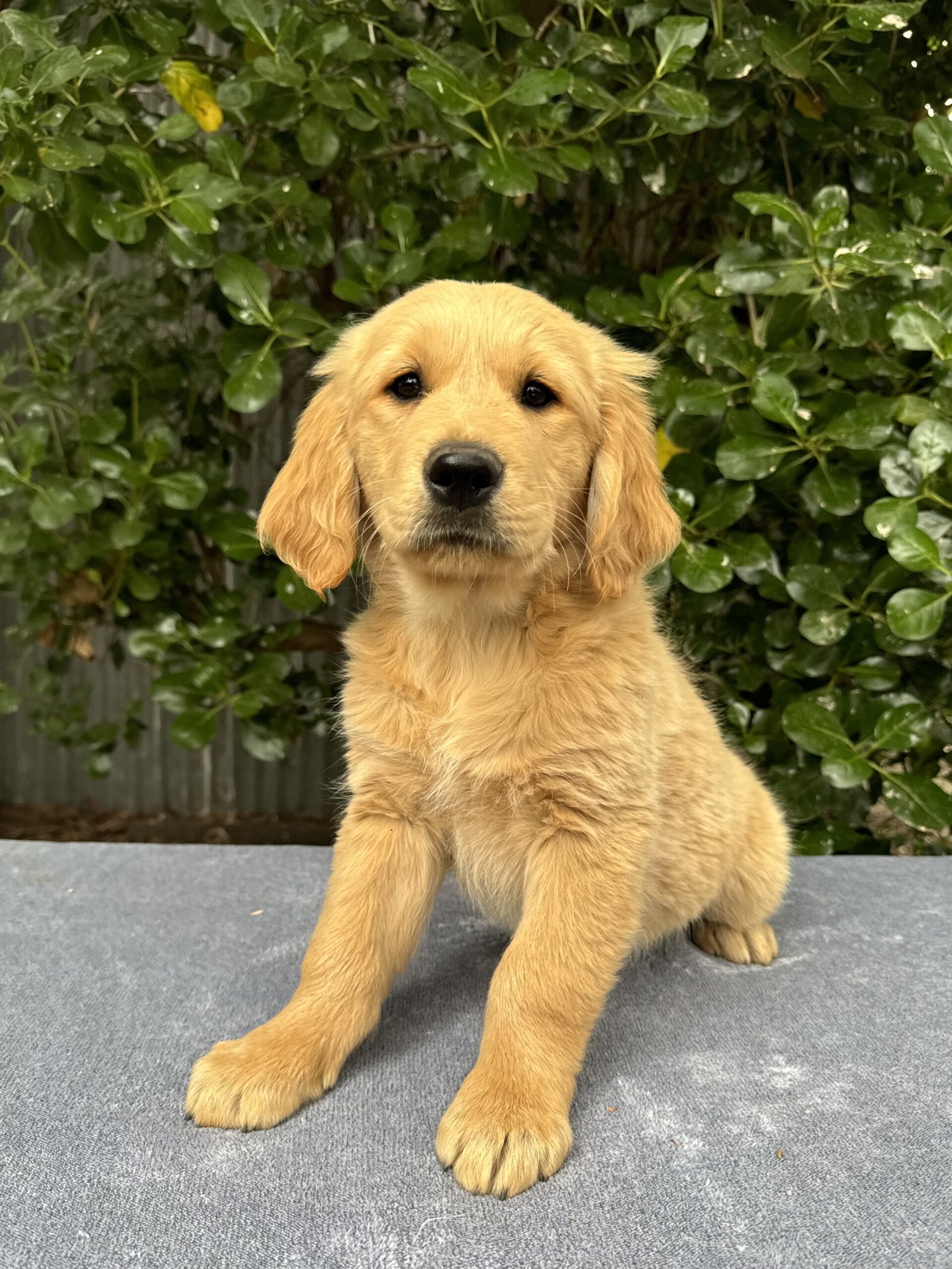 Golden Retriever Puppies for Sale Melbourne, VIC | K9 Breeders