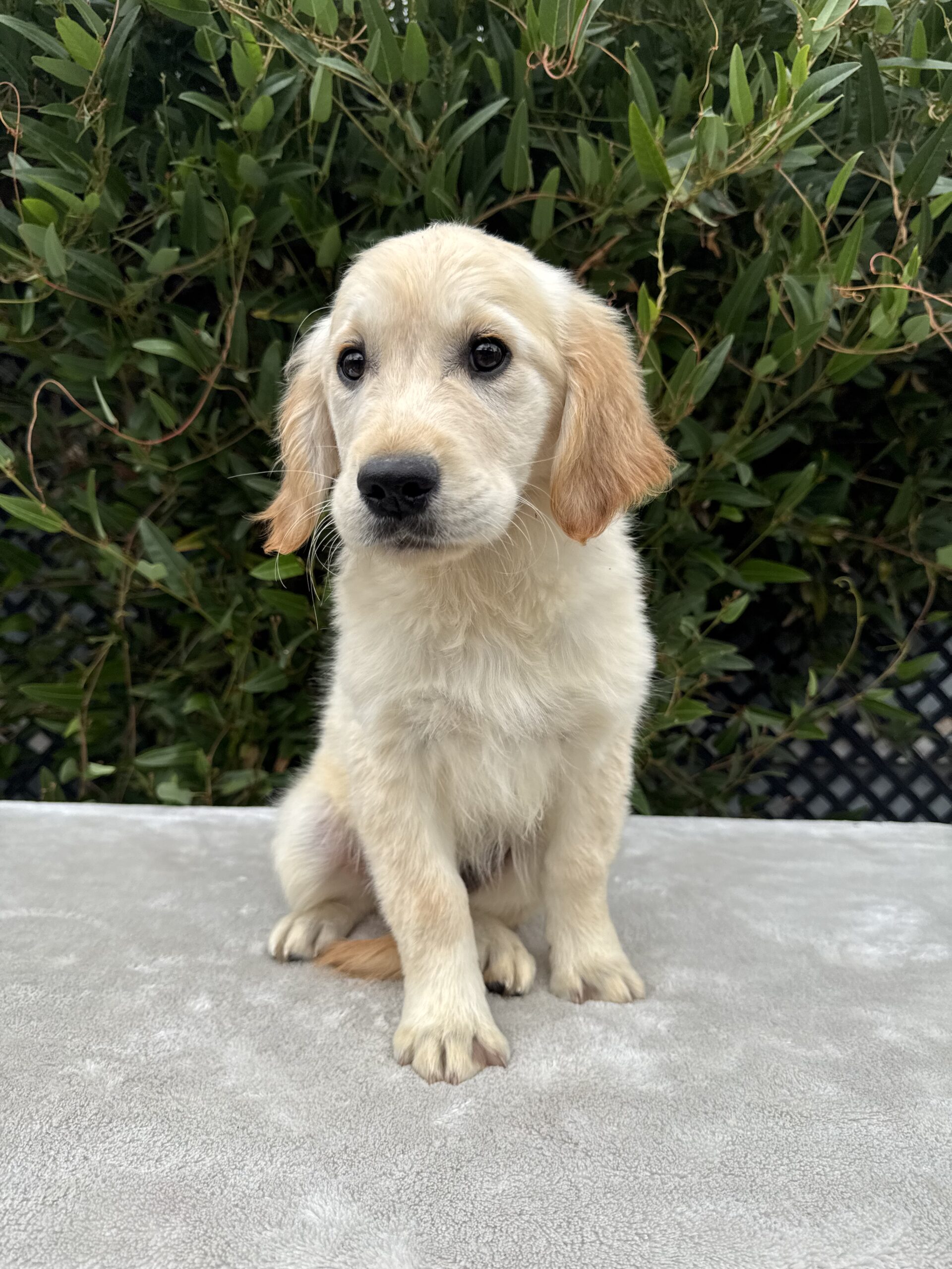 Golden Retriever Puppies for Sale Melbourne, VIC | K9 Breeders