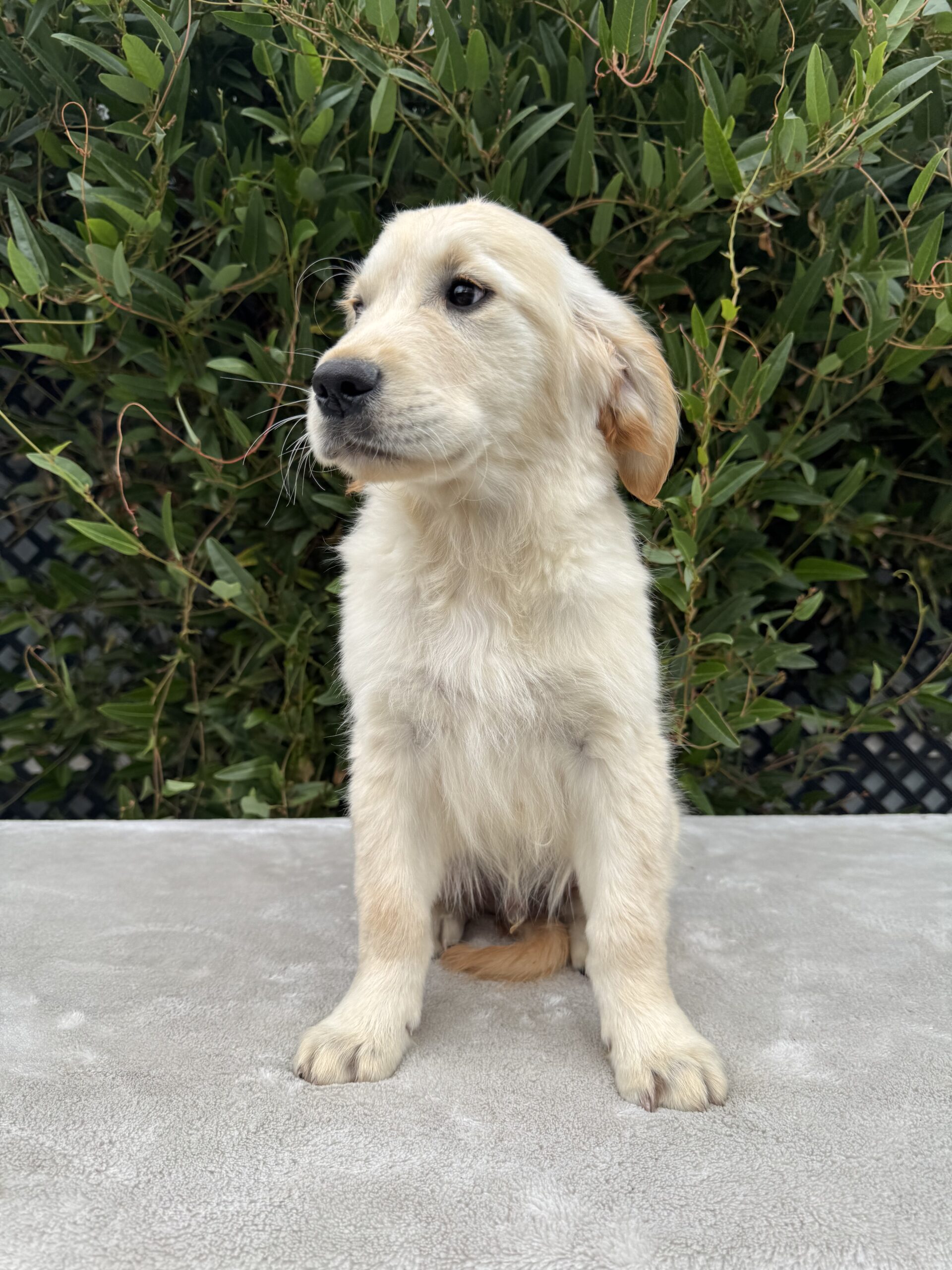 Golden Retriever Puppies for Sale Melbourne, VIC | K9 Breeders
