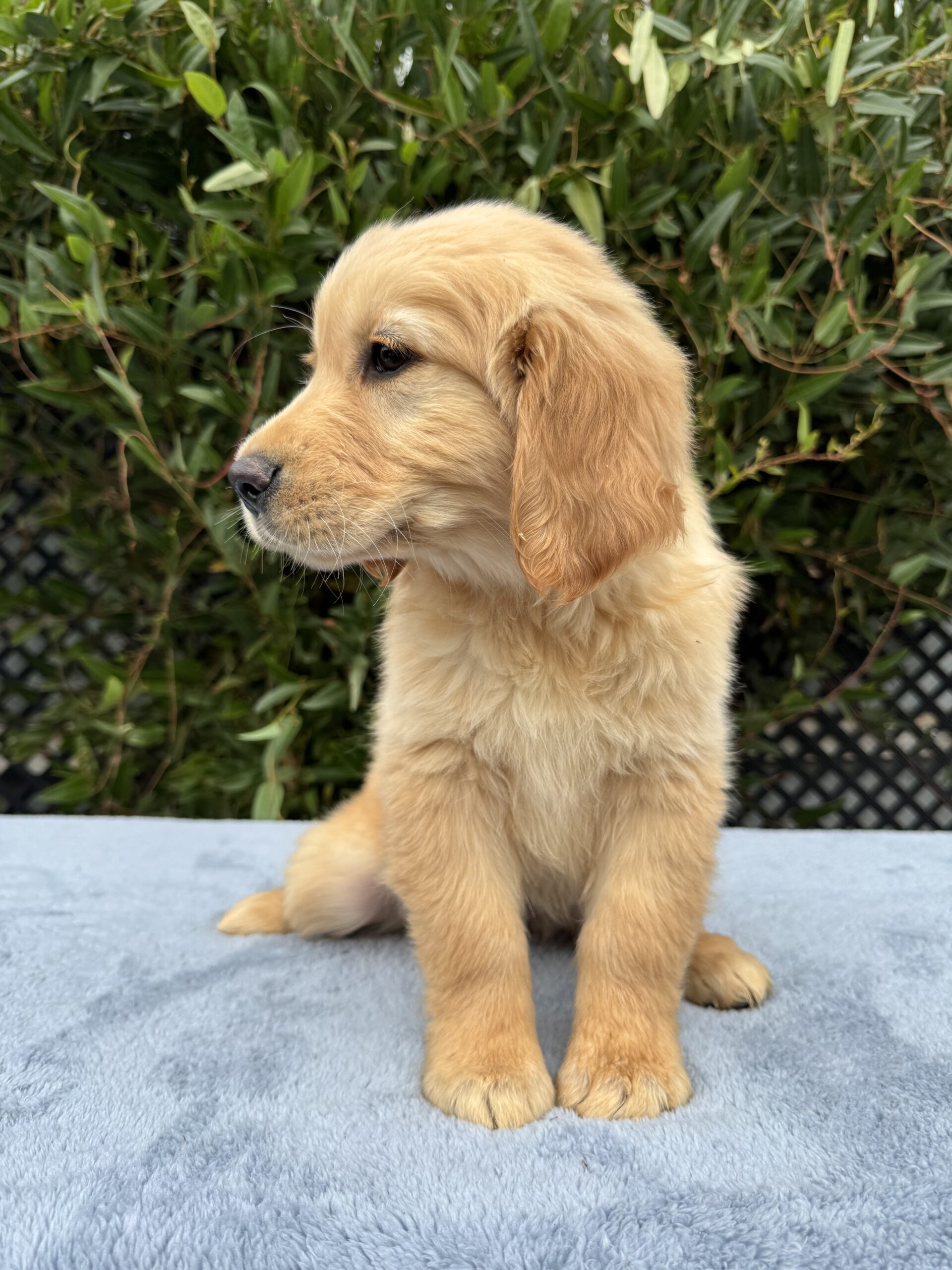 Golden Retriever Puppies for Sale Melbourne, VIC | K9 Breeders