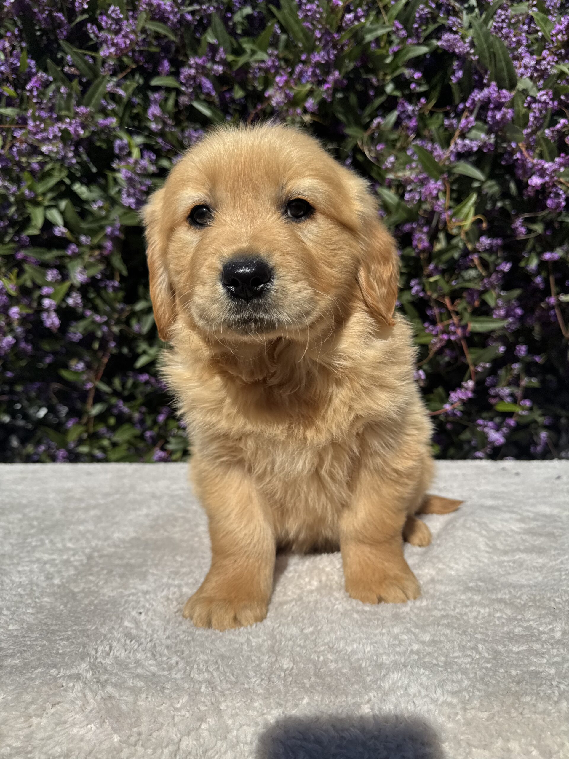 Golden Retriever Puppies for Sale Melbourne, VIC | K9 Breeders