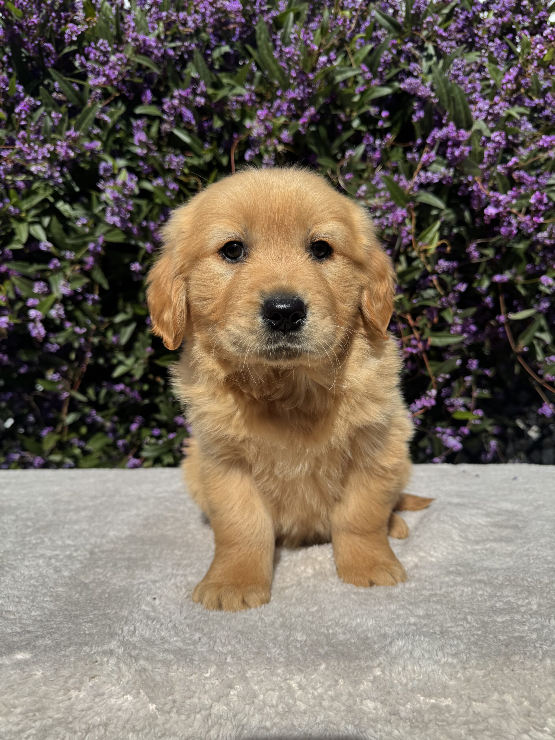 Golden Retriever Puppies for Sale Melbourne, VIC | K9 Breeders