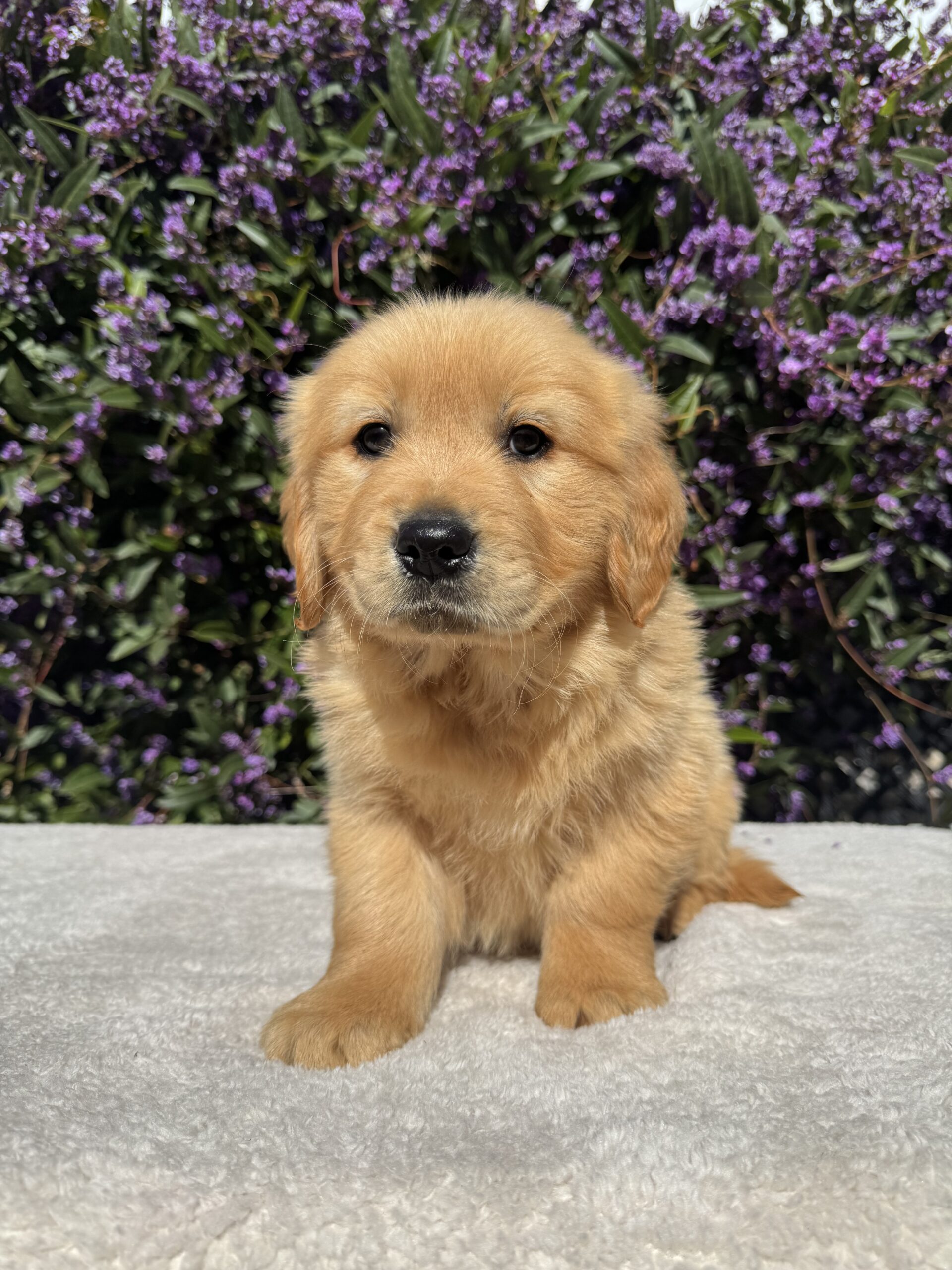 Golden Retriever Puppies for Sale Melbourne, VIC | K9 Breeders