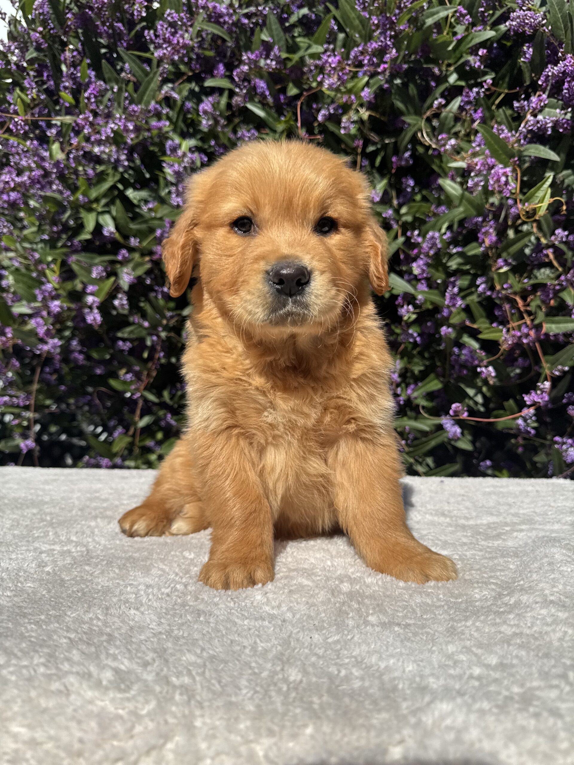 Golden Retriever Puppies for Sale Melbourne, VIC | K9 Breeders