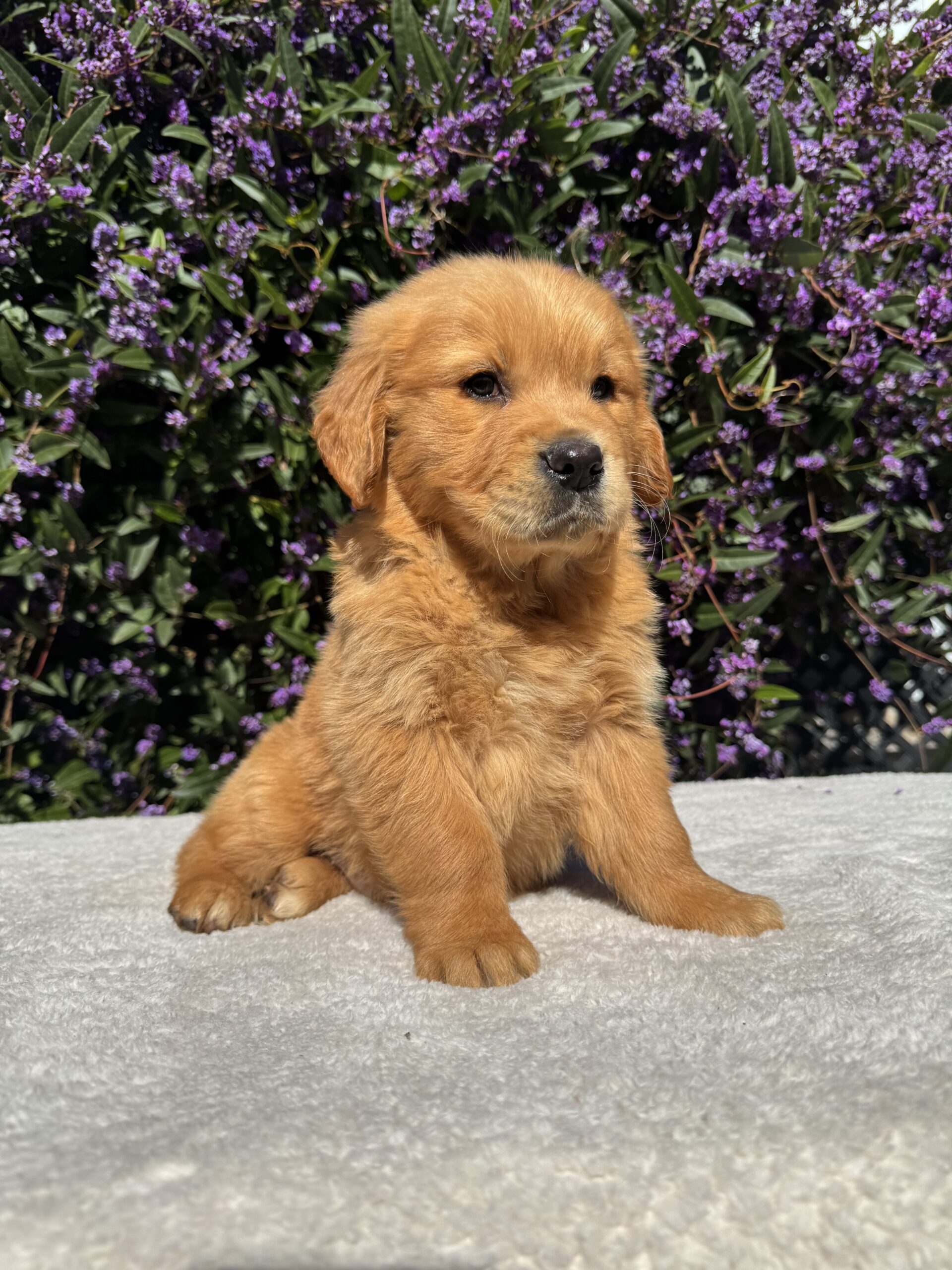 Golden Retriever Puppies for Sale Melbourne, VIC | K9 Breeders