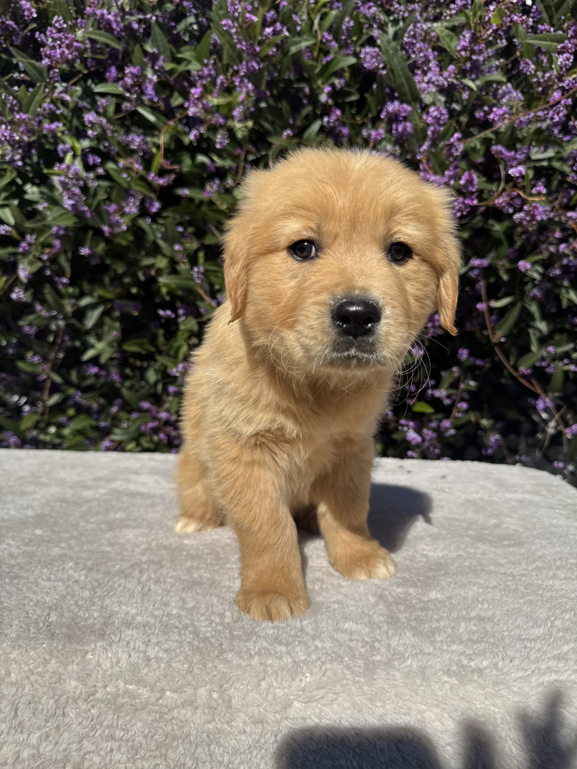 Golden Retriever Puppies for Sale Melbourne, VIC | K9 Breeders