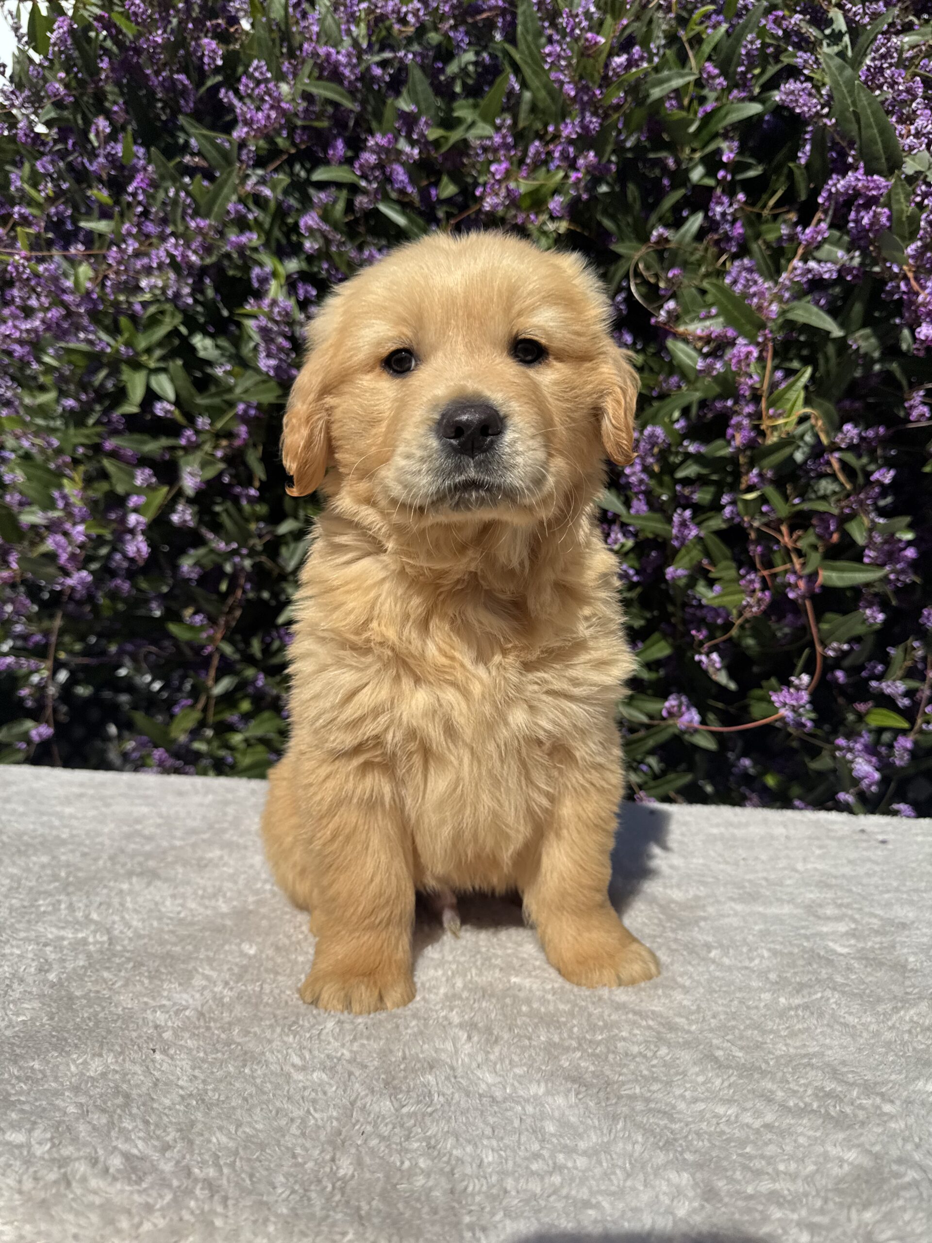 Golden Retriever Puppies for Sale Melbourne, VIC | K9 Breeders