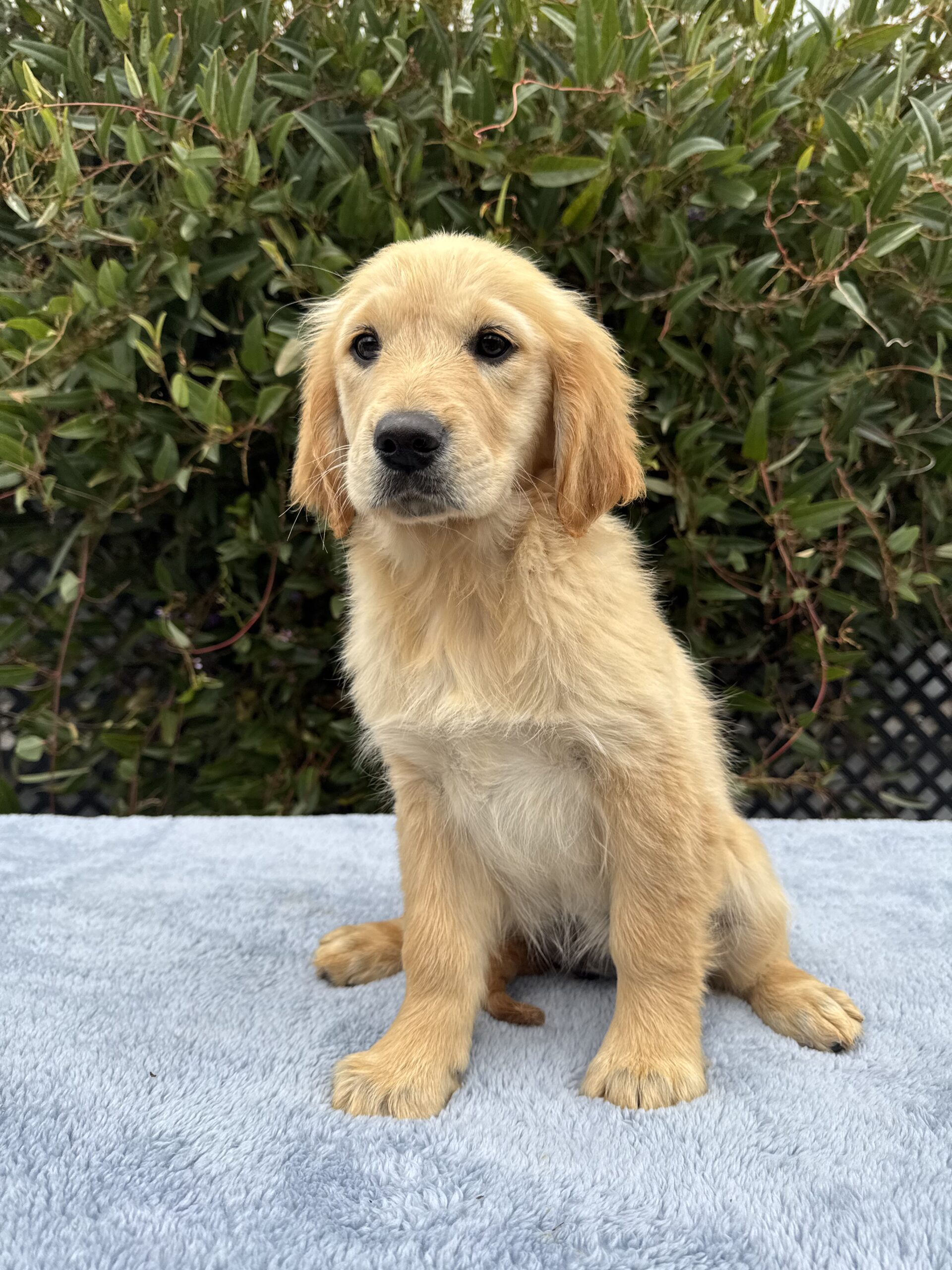 Golden Retriever Puppies for Sale Melbourne, VIC | K9 Breeders