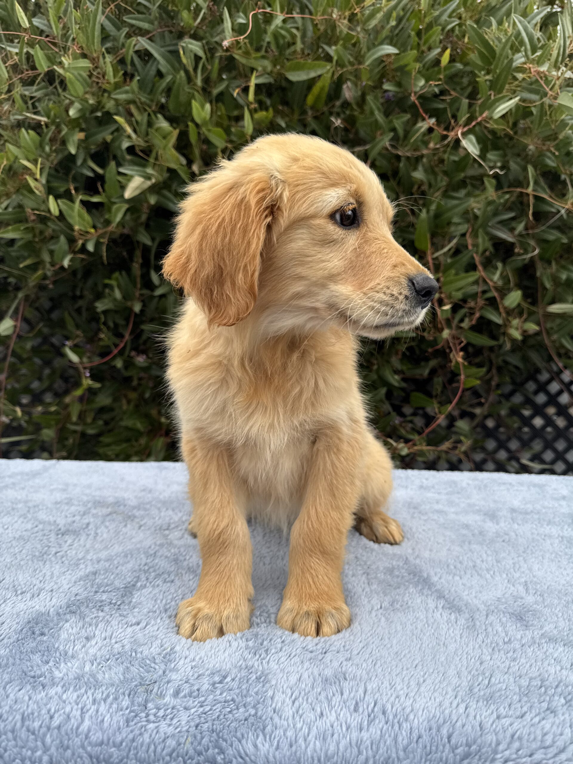 Golden Retriever Puppies for Sale Melbourne, VIC | K9 Breeders