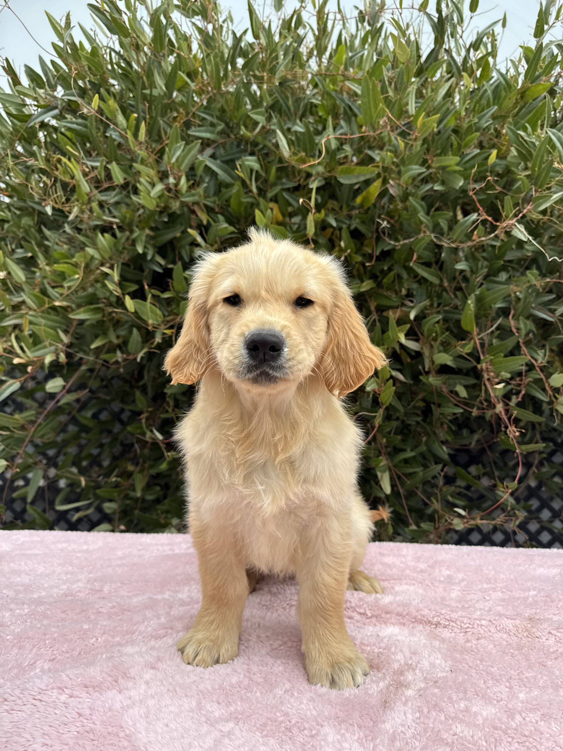 Golden Retriever Puppies for Sale Melbourne, VIC | K9 Breeders