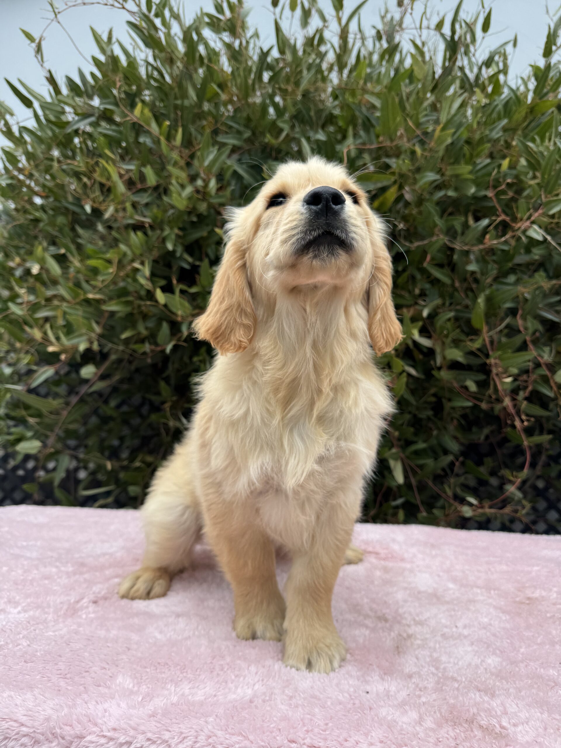 Golden Retriever Puppies for Sale Melbourne, VIC | K9 Breeders