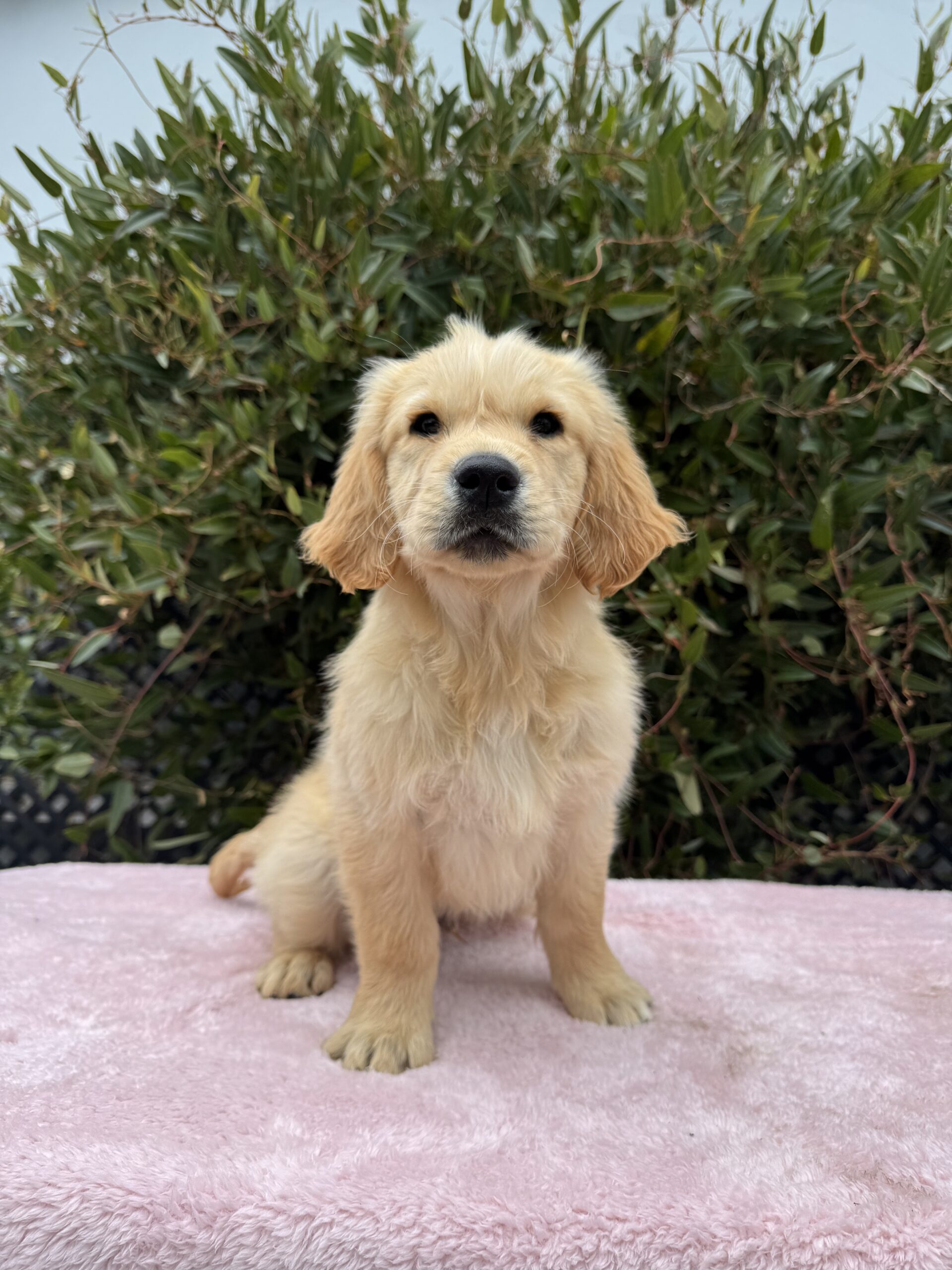 Golden Retriever Puppies for Sale Melbourne, VIC | K9 Breeders