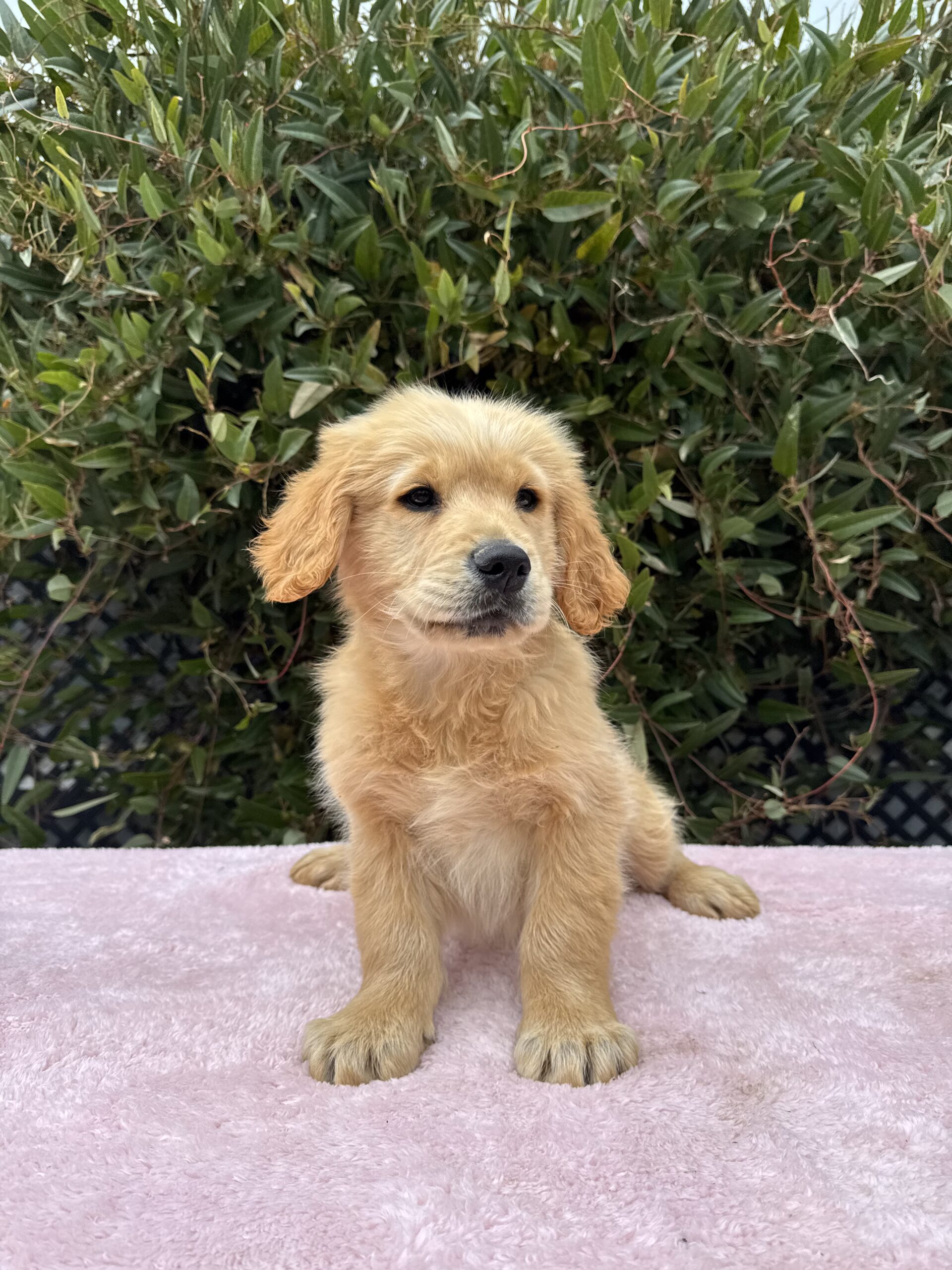 Golden Retriever Puppies for Sale Melbourne, VIC | K9 Breeders