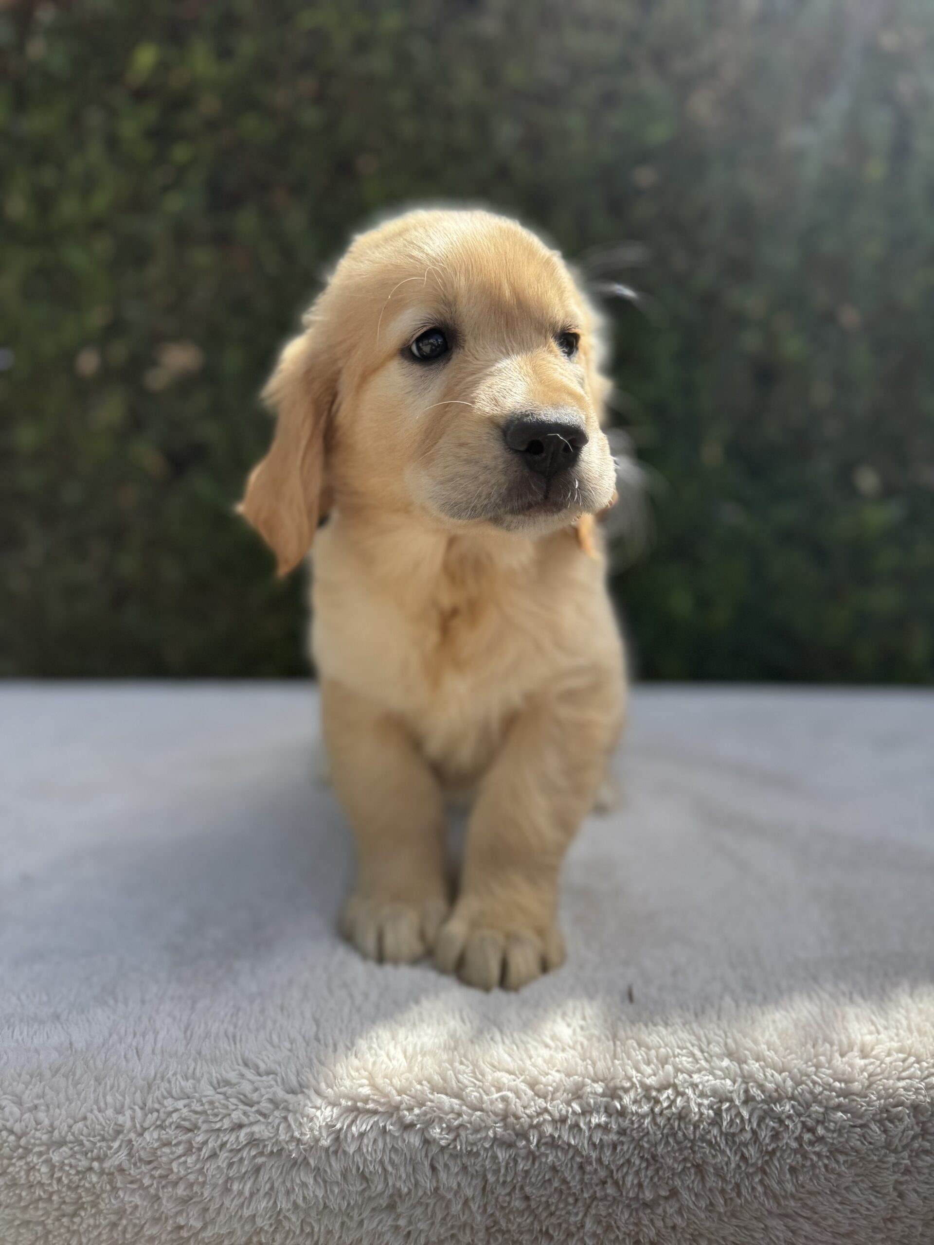 Golden Retriever Puppies for Sale Melbourne, VIC | K9 Breeders