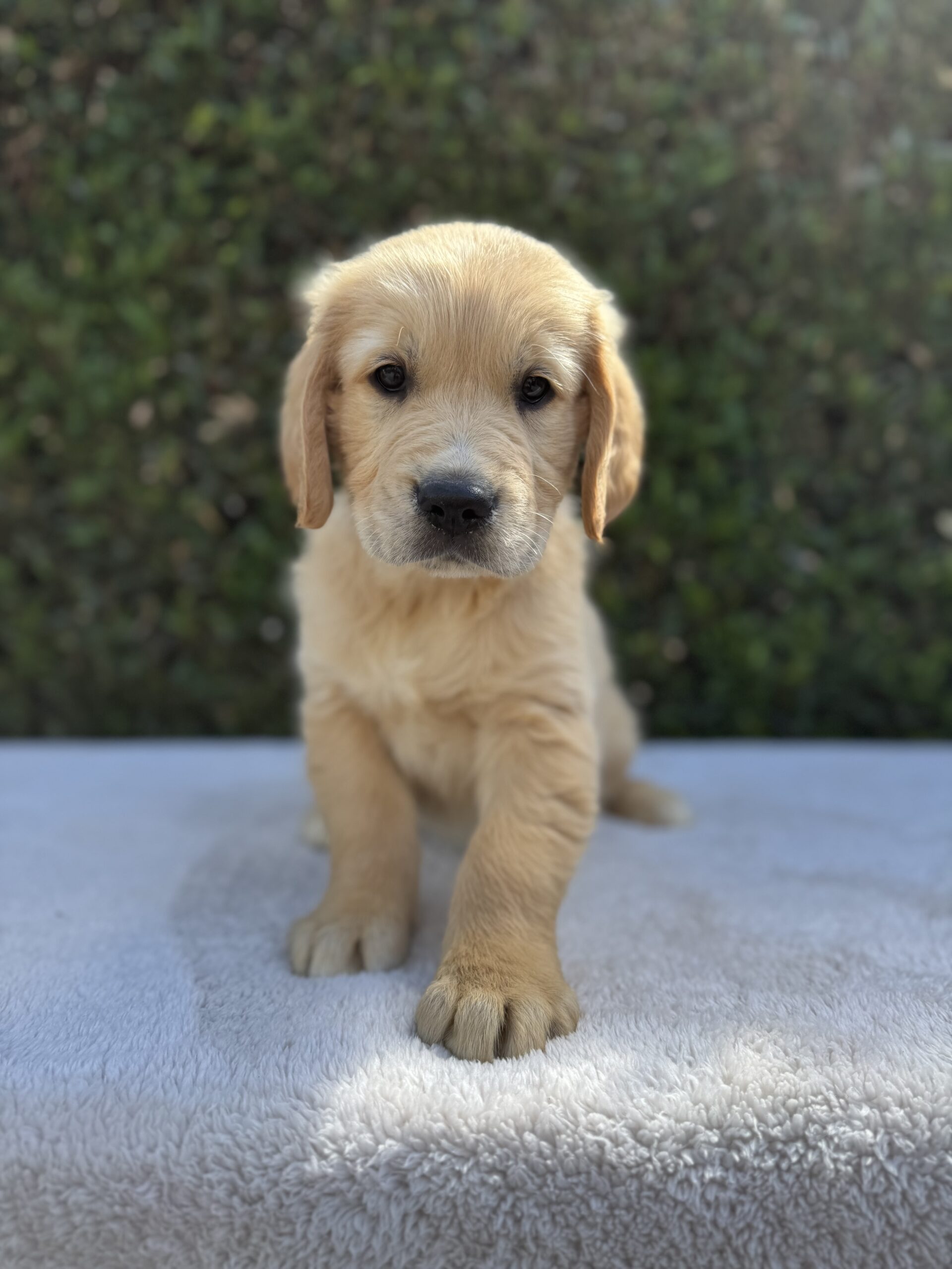 Golden Retriever Puppies for Sale Melbourne, VIC | K9 Breeders