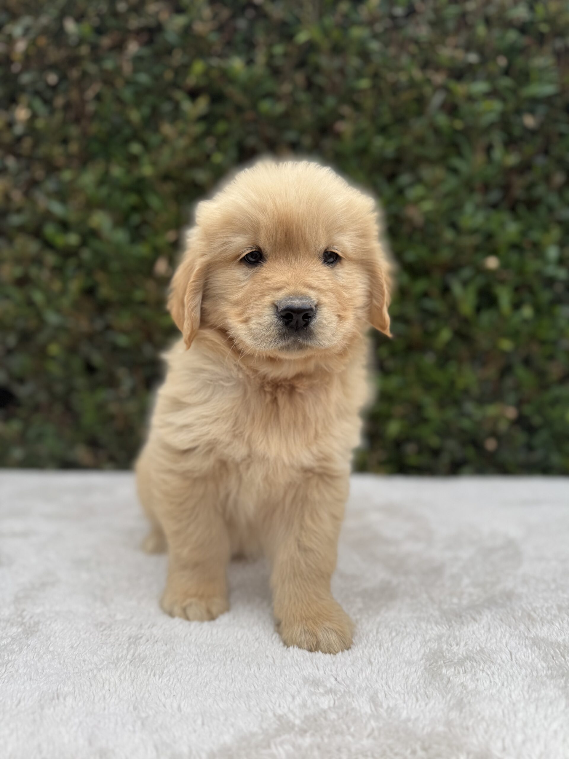 Golden Retriever Puppies for Sale Melbourne, VIC | K9 Breeders